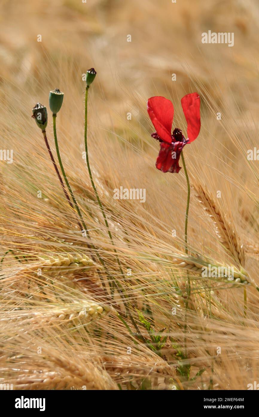 Field poppy corn hi-res stock photography and images - Alamy