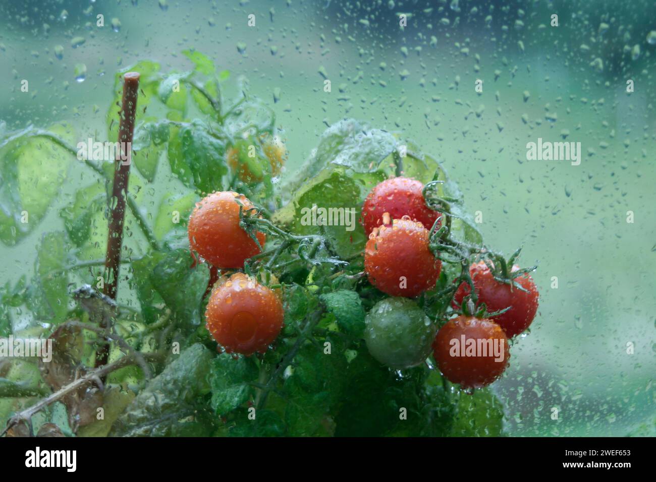 Tomatoes in the Rain Stock Photo - Alamy