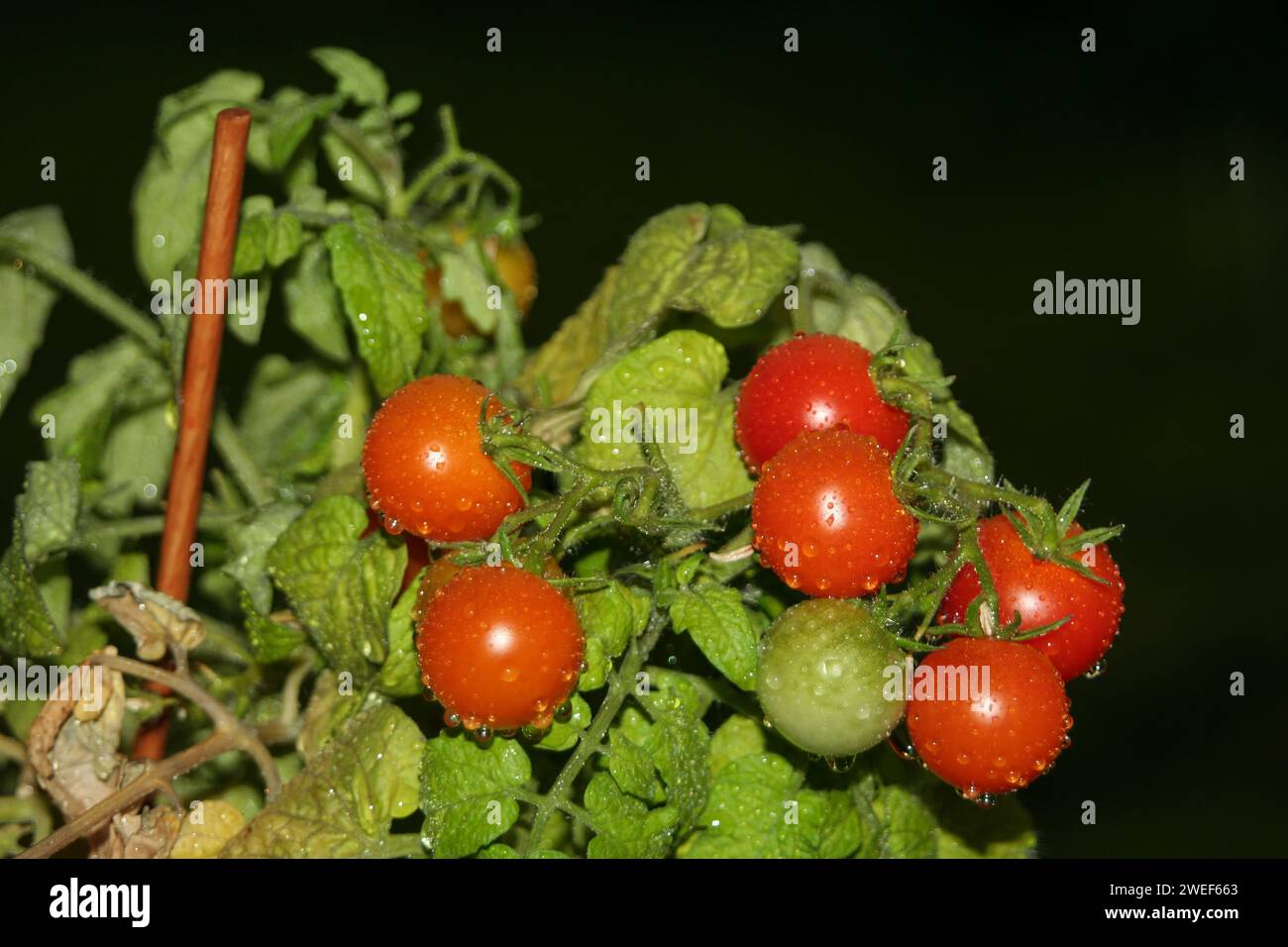 Tomaten tomatoes hi-res stock photography and images - Alamy