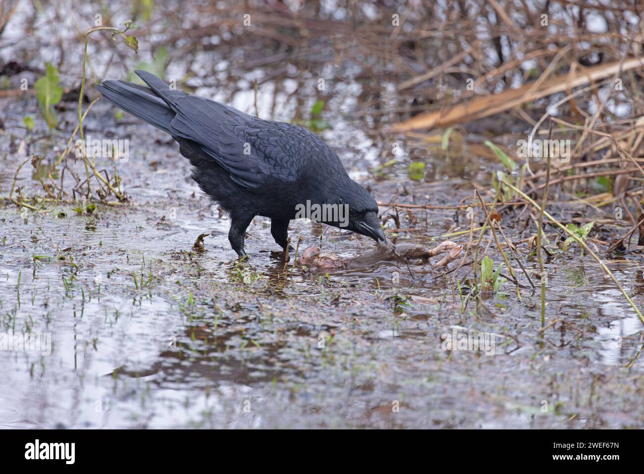 Carrion Crow (Corvus corone) scavenging on a dead Brown Rat (Rattus ...