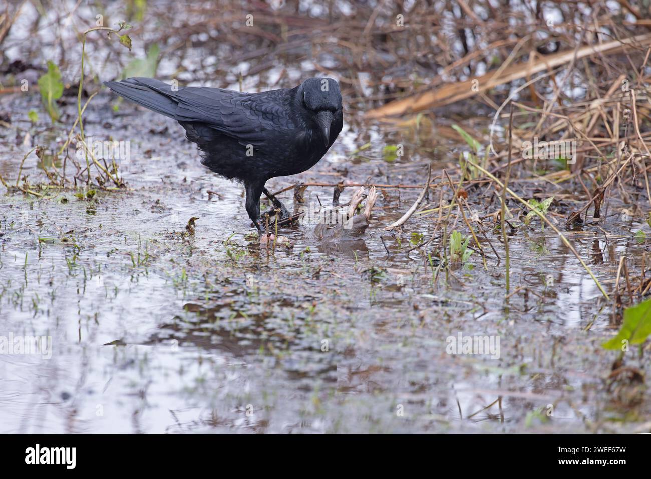 Carrion Crow (Corvus corone) scavenging on a dead Brown Rat (Rattus ...