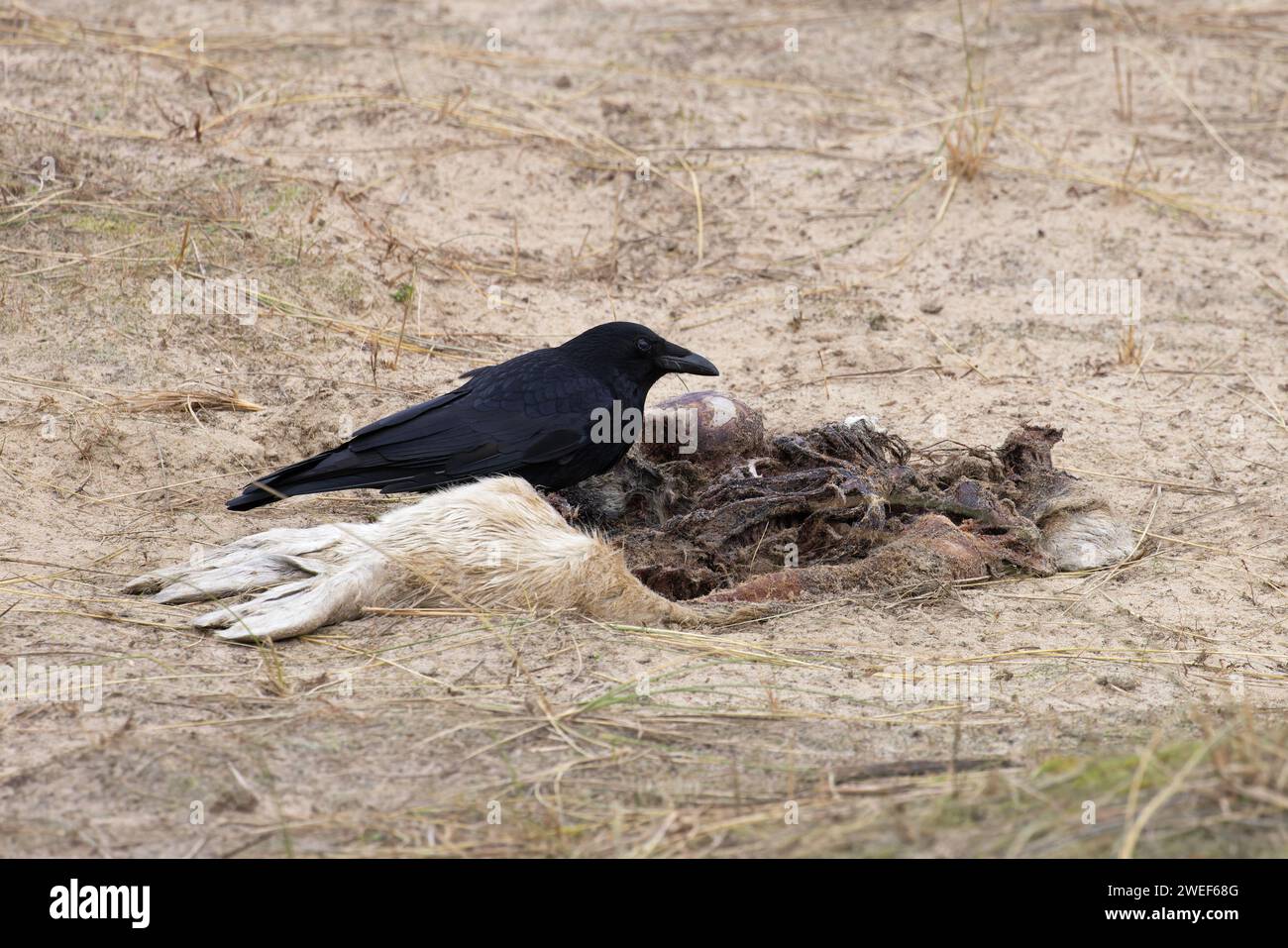 Carrion Crow (Corvus corone) scavenging on a dead Grey Seal ...
