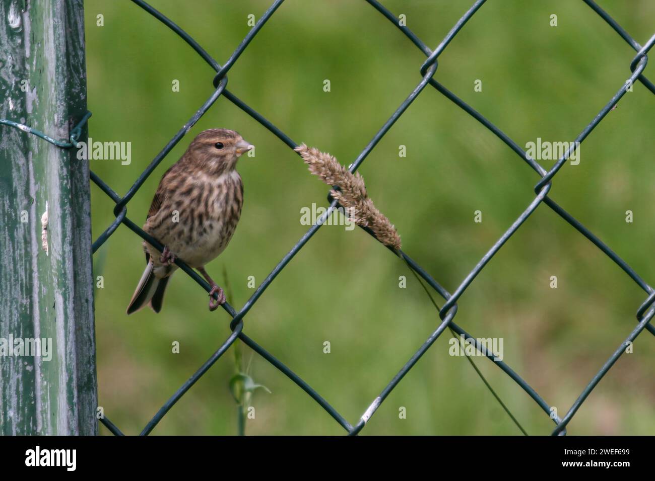 Hanfliing hi-res stock photography and images - Alamy
