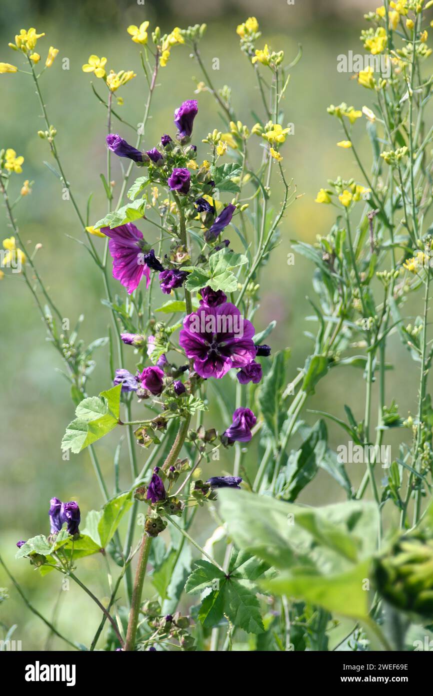 Malva sylvestris subsp mauritiana hi-res stock photography and images ...