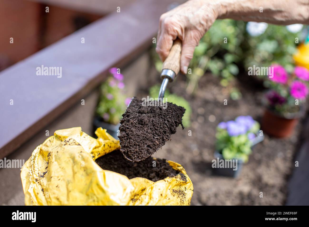 putting soil fertilizer into small terrace garden Stock Photo - Alamy