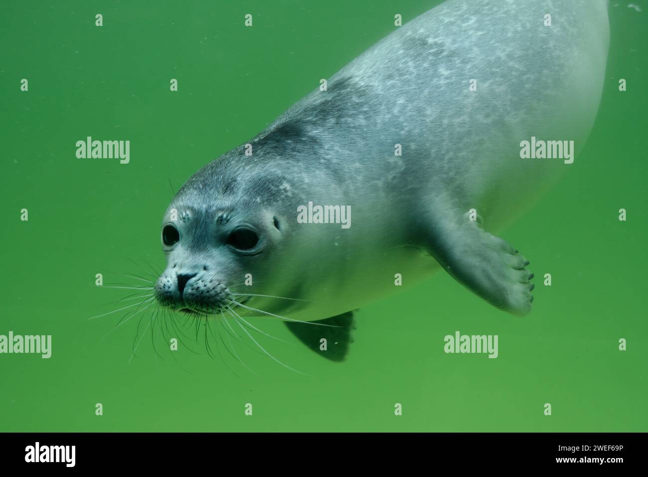 Young common seal Stock Photo - Alamy