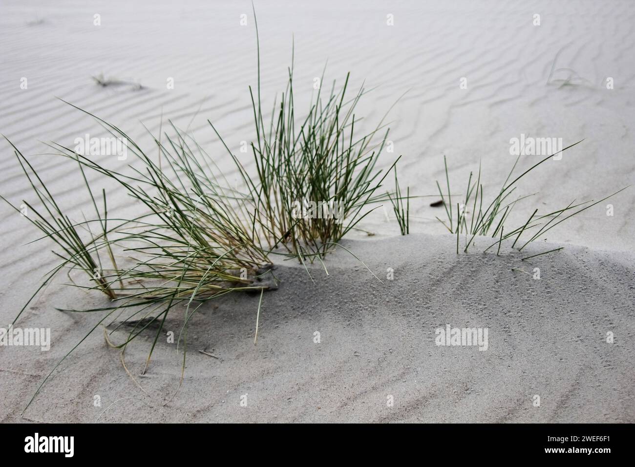 Beachgrass hi-res stock photography and images - Alamy