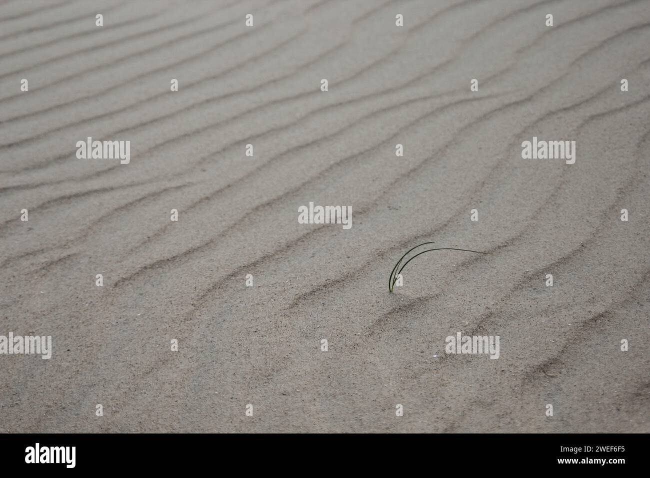 Ammophila beachgrass hi-res stock photography and images - Alamy