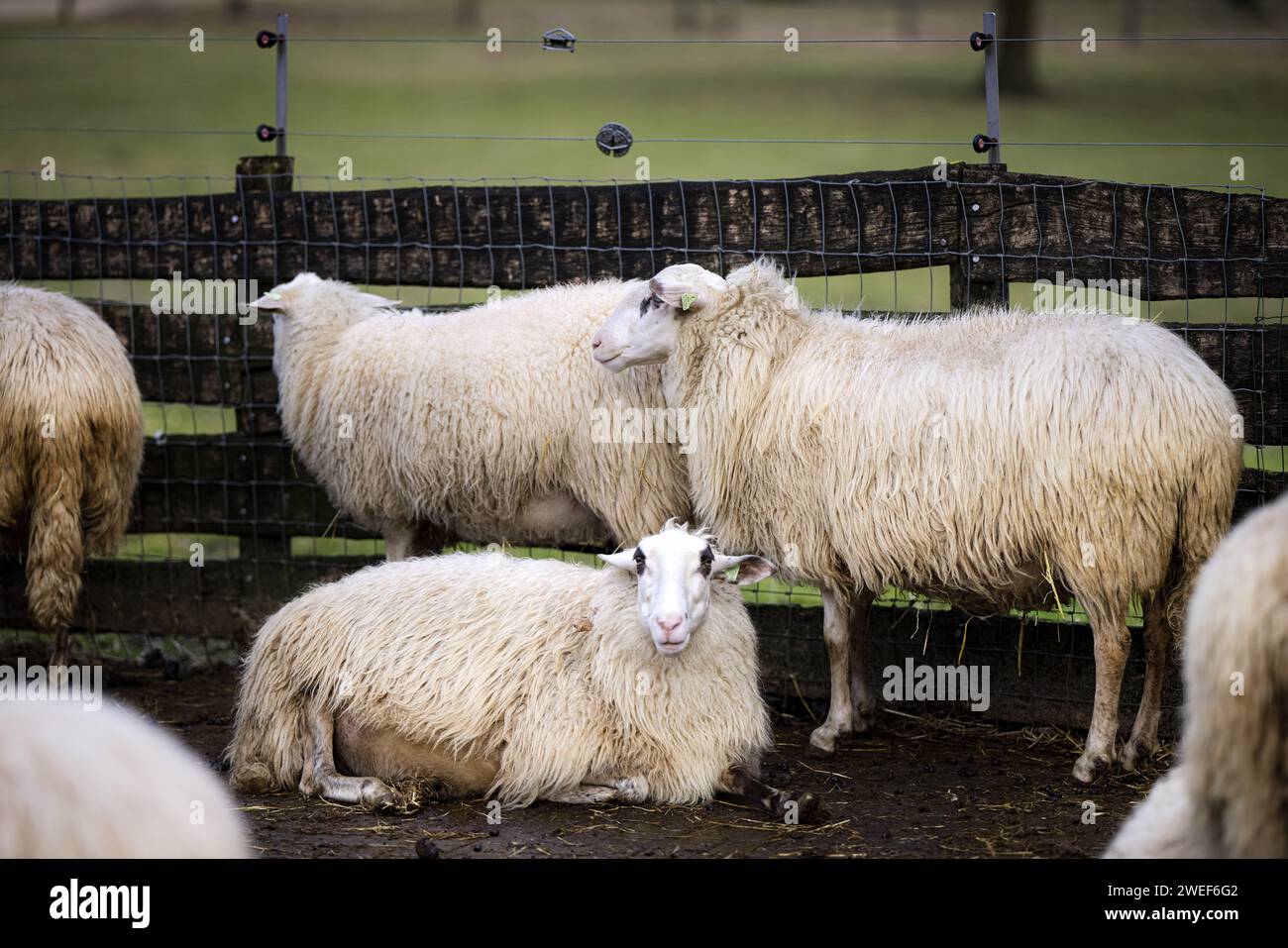 Groep dieren hi-res stock photography and images - Alamy