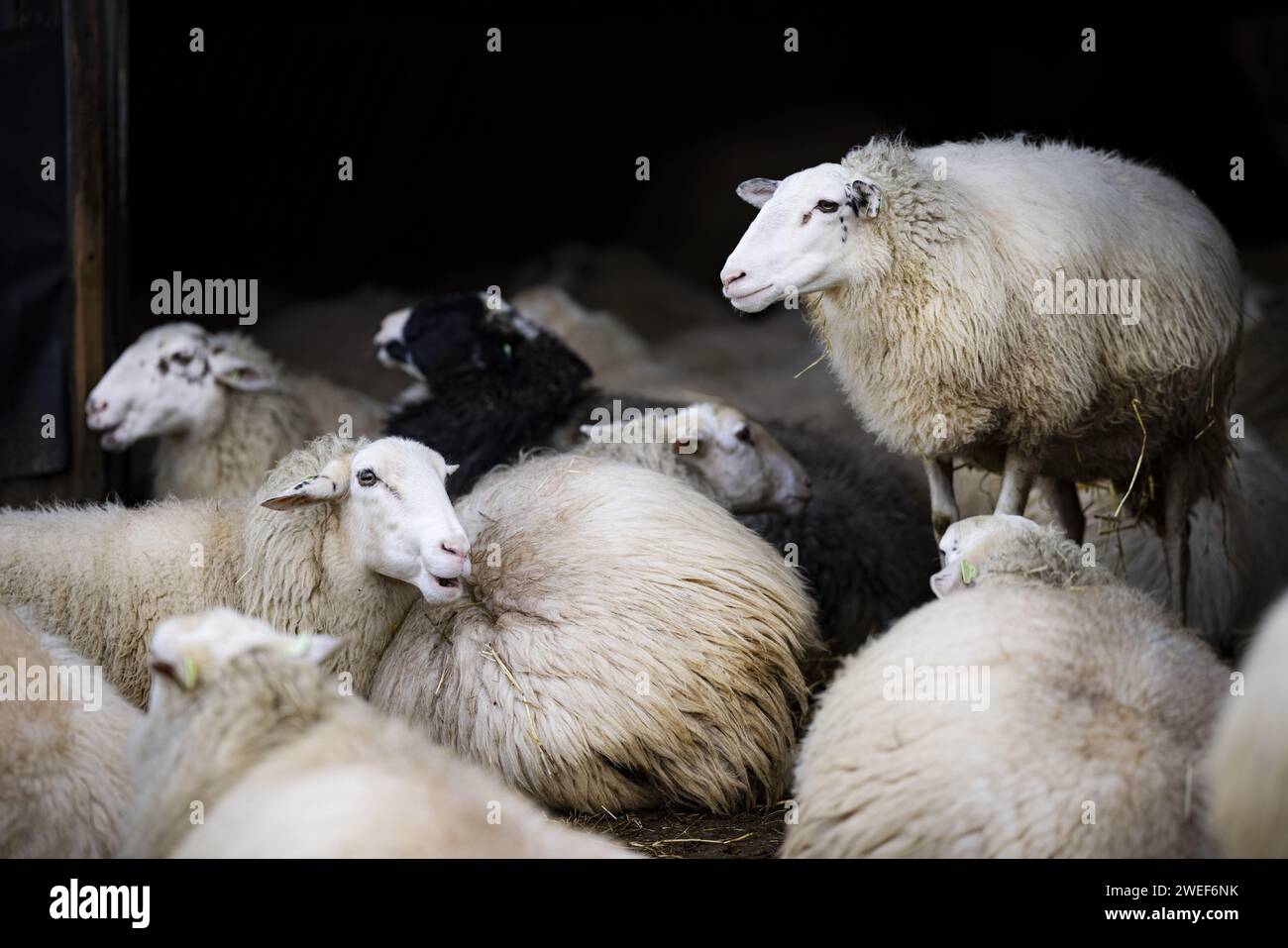 Groep dieren hi-res stock photography and images - Alamy