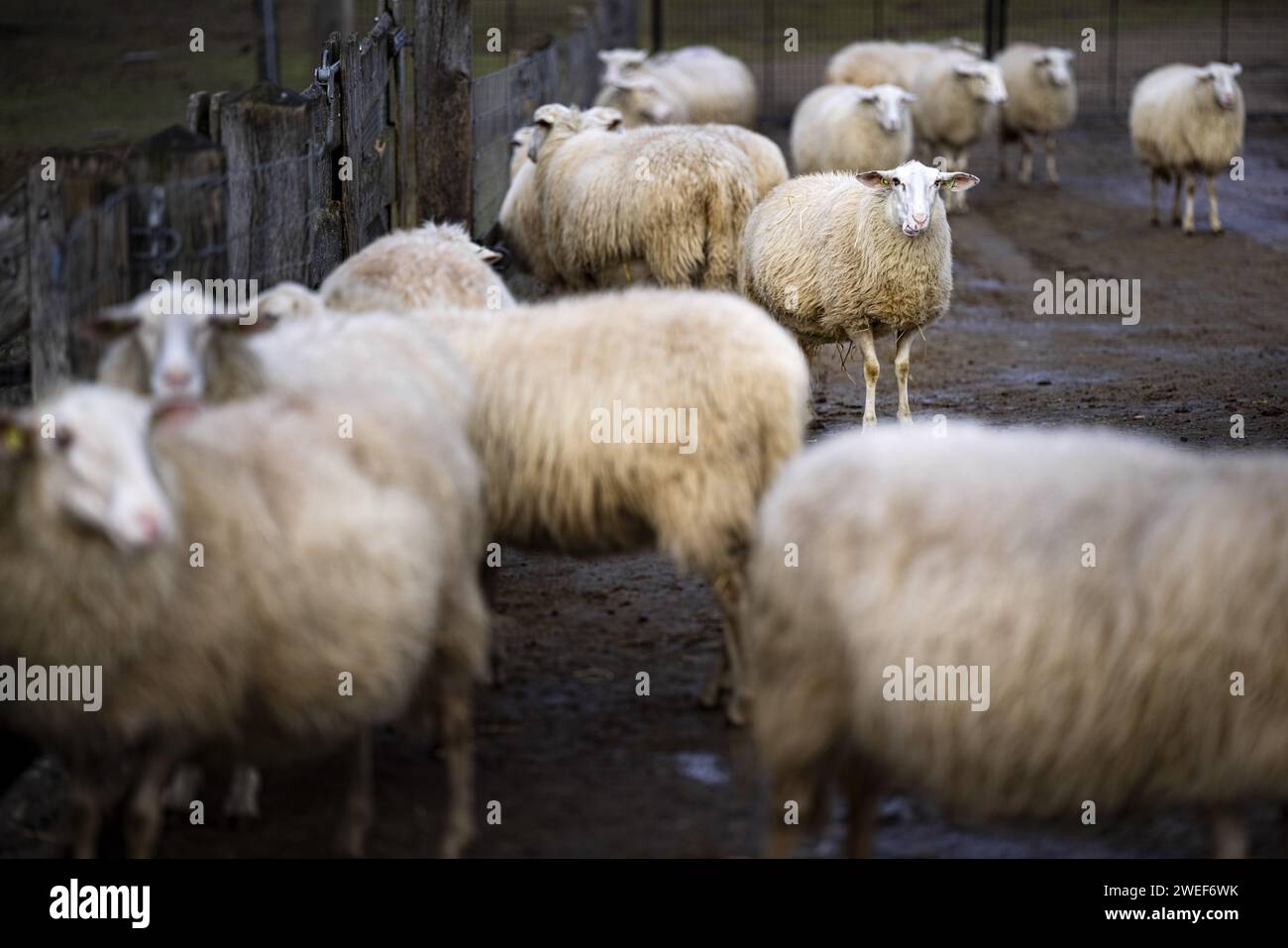 Grote groep dieren hi-res stock photography and images - Alamy