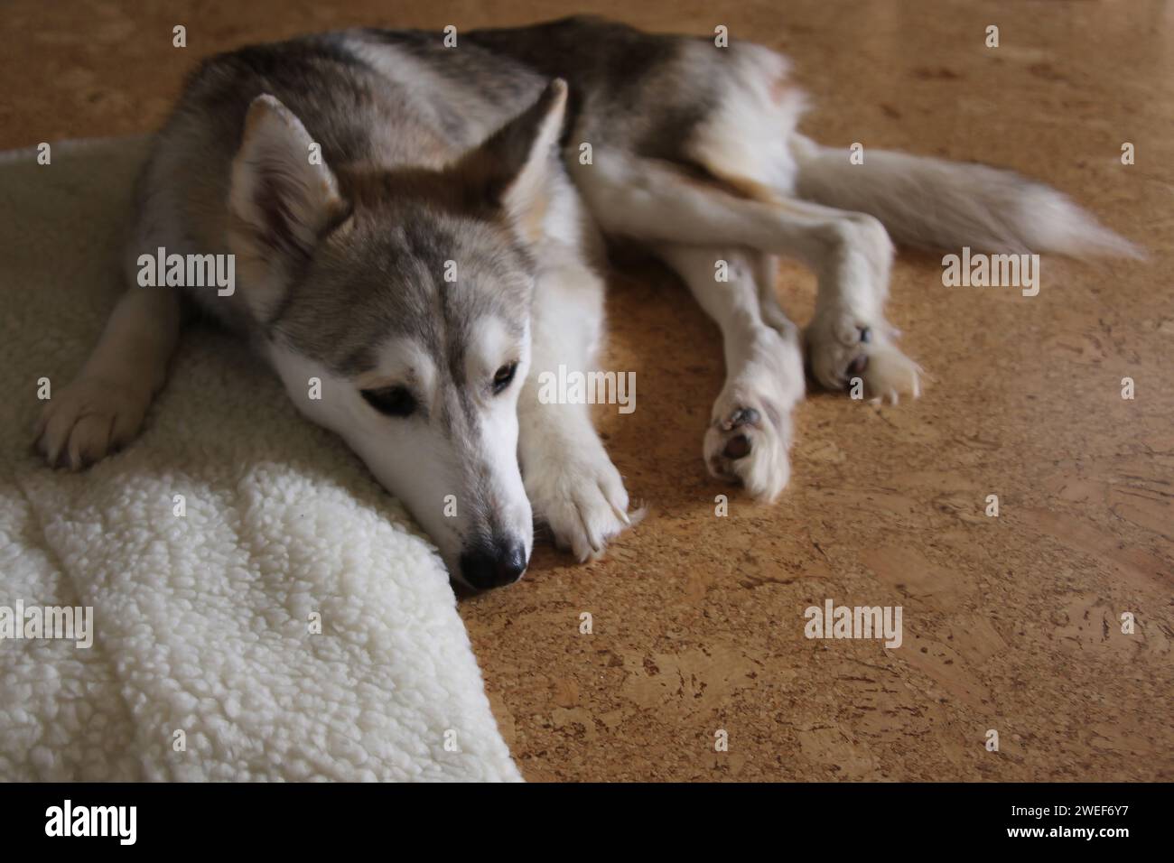 Nordische schlittenhunde hi-res stock photography and images - Alamy