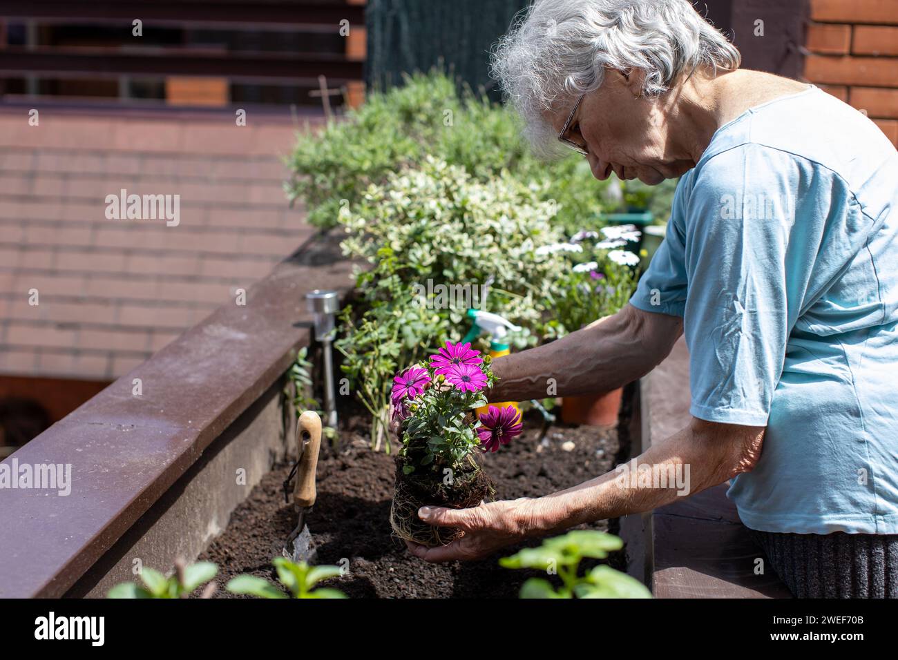 elderly woman planting flowers in her small terrace garden Stock Photo ...