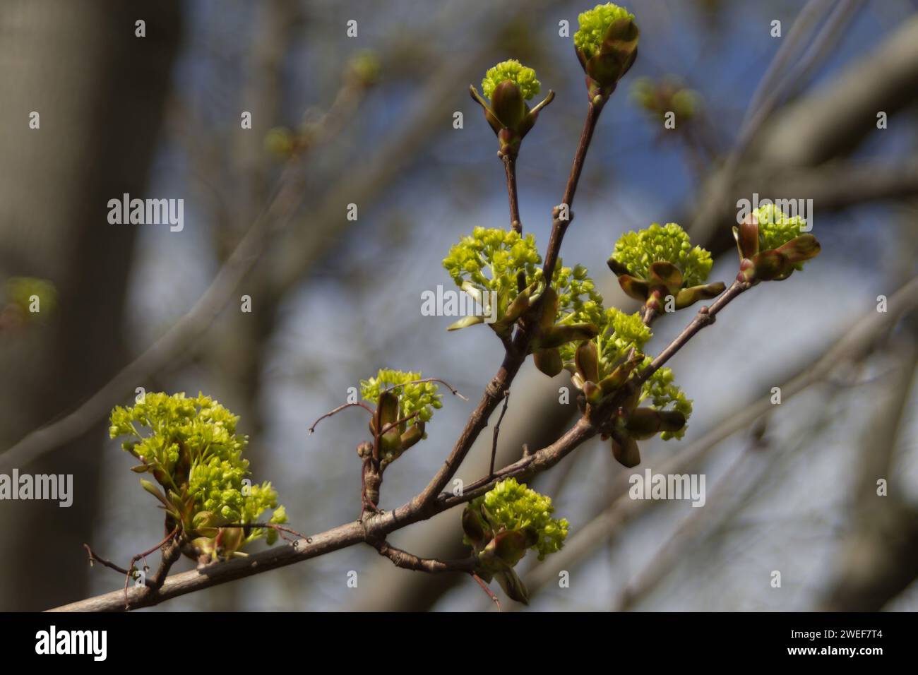Field maple buds hi-res stock photography and images - Alamy Field maple buds hi-res stock photography and images - Alamy