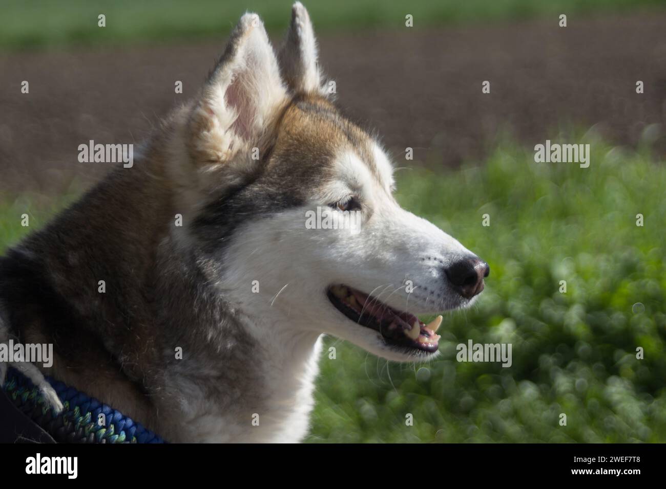 Hund husky hi-res stock photography and images - Alamy