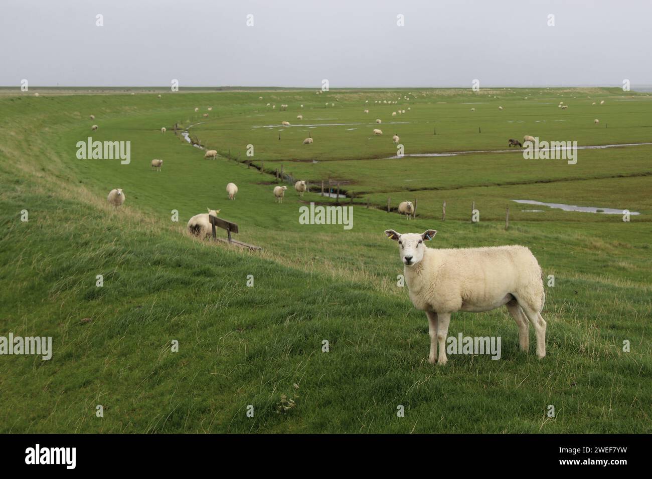 Hausschaf sheep hi-res stock photography and images - Alamy