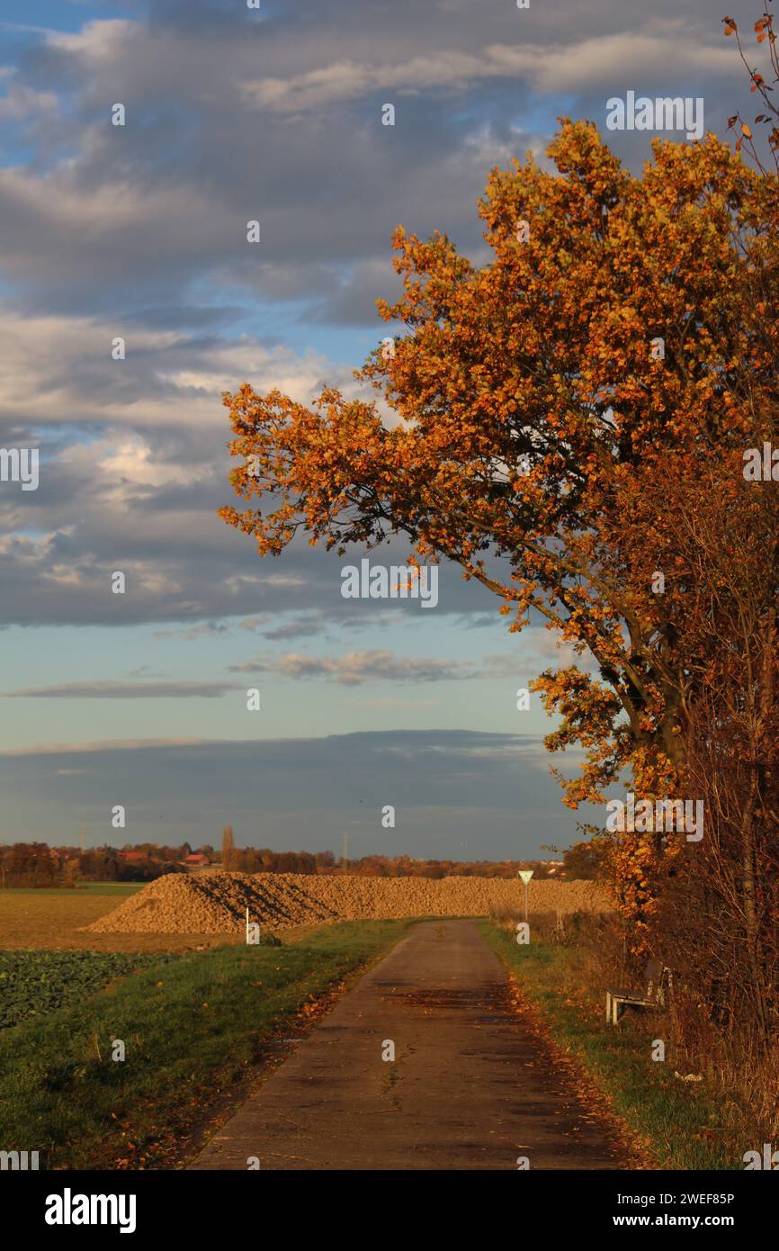Trees in Fall Stock Photo - Alamy
