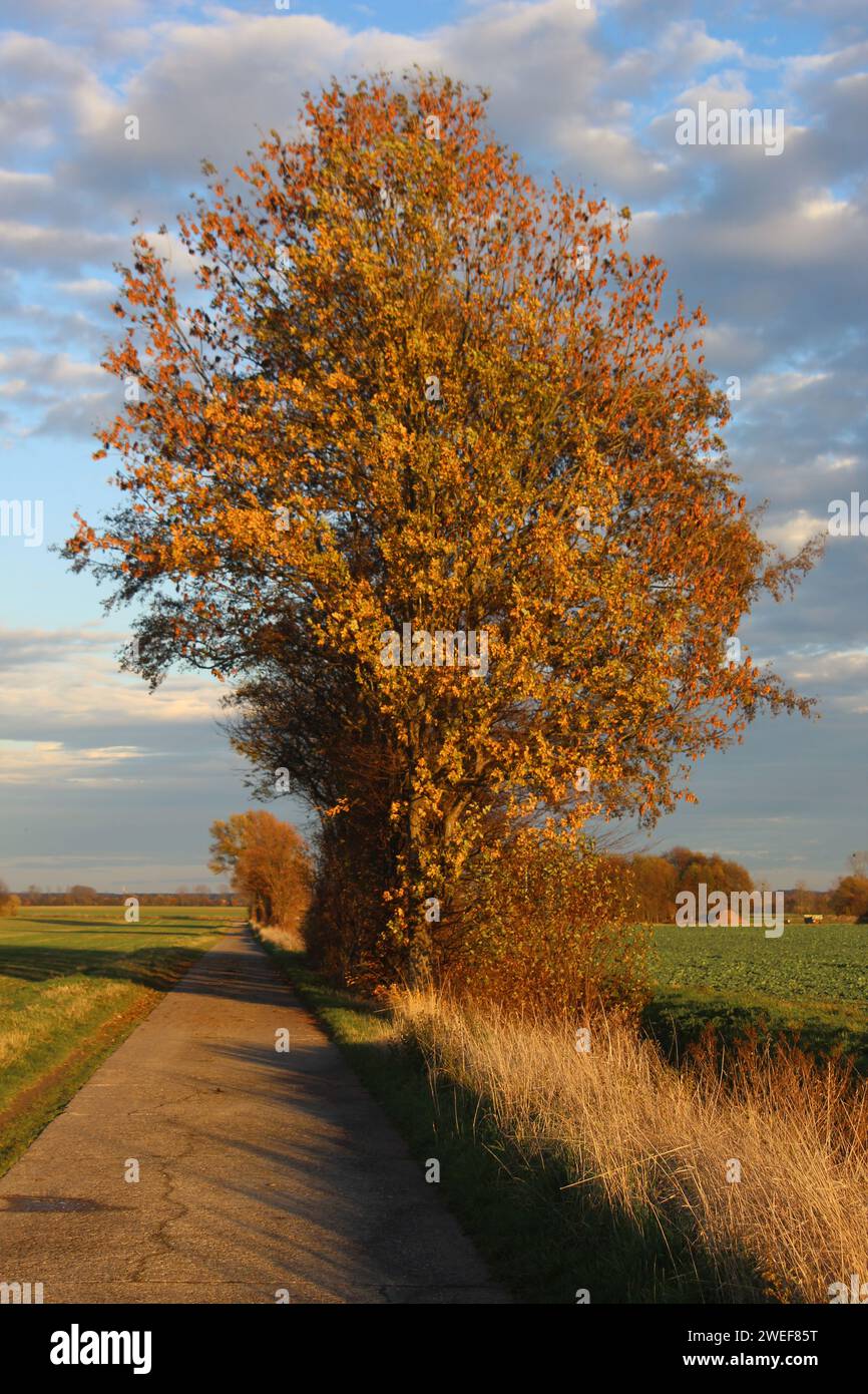 Trees in Fall Stock Photo - Alamy