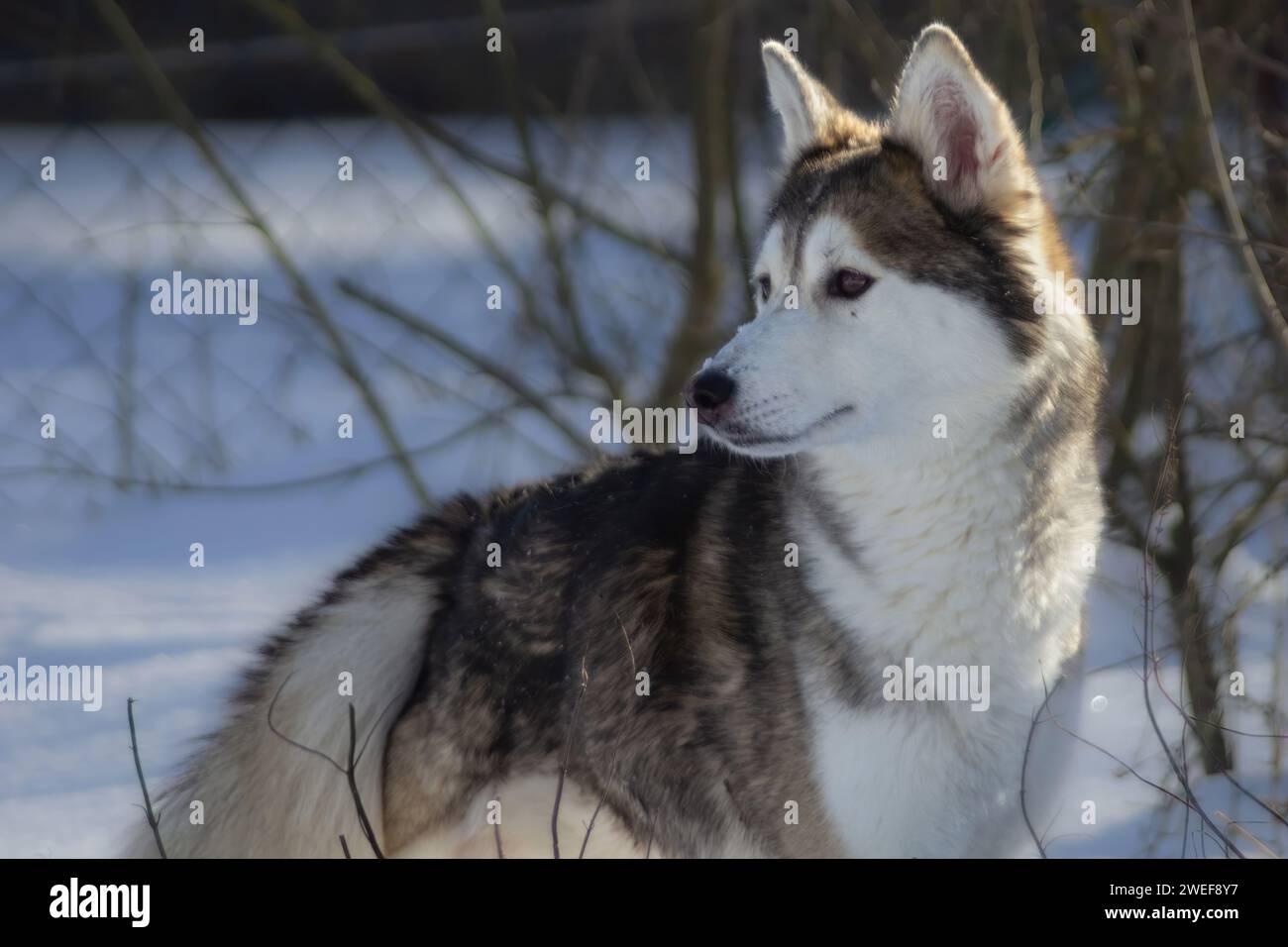 Husky in the Snow Stock Photo - Alamy