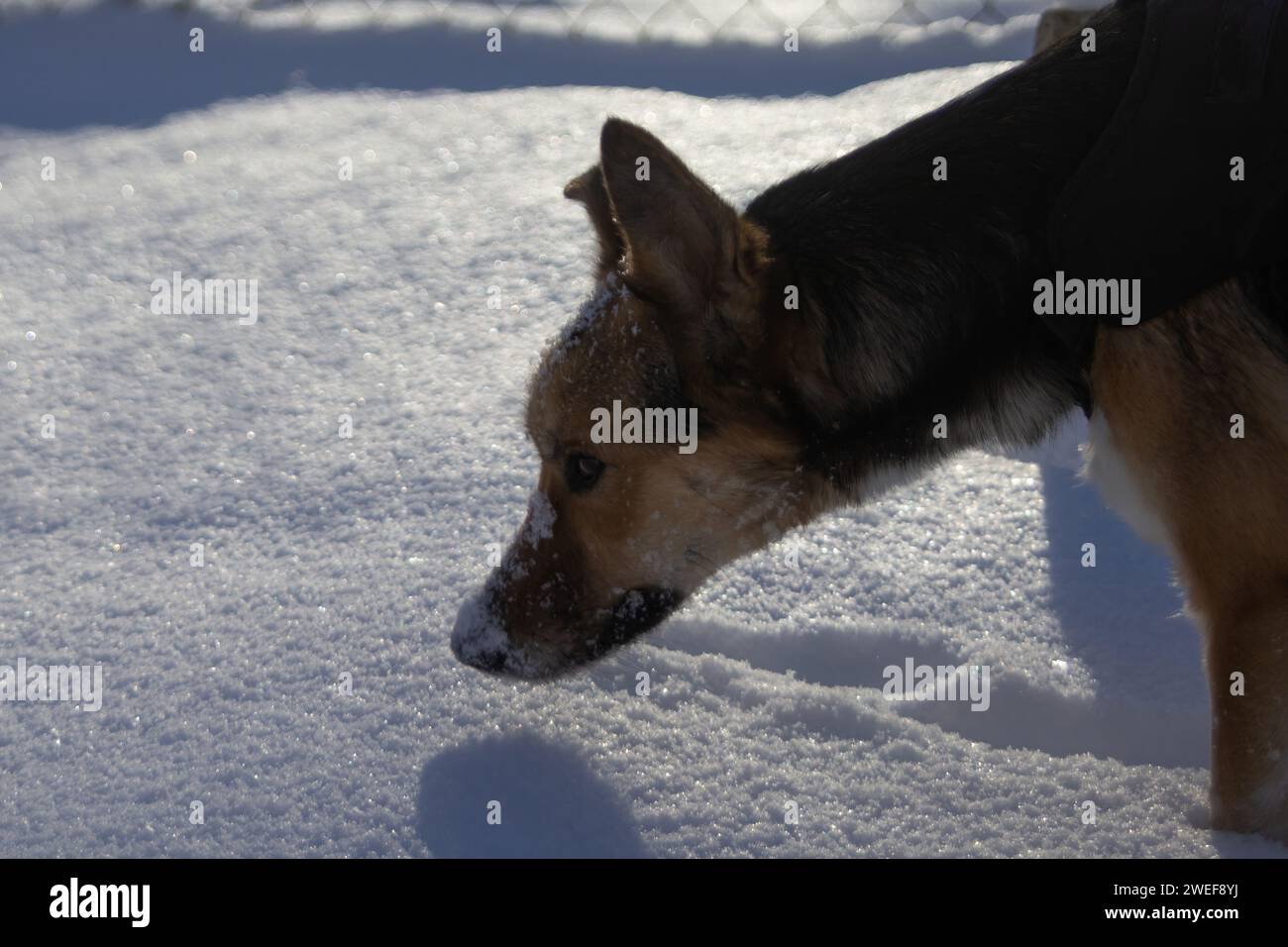 Dog discovering Snow Stock Photo - Alamy