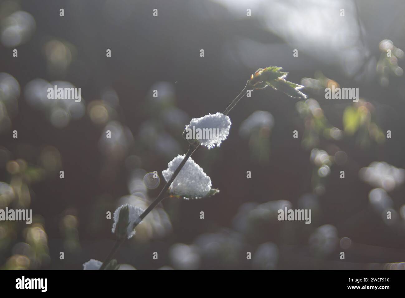 Snow fotografie hi-res stock photography and images - Alamy