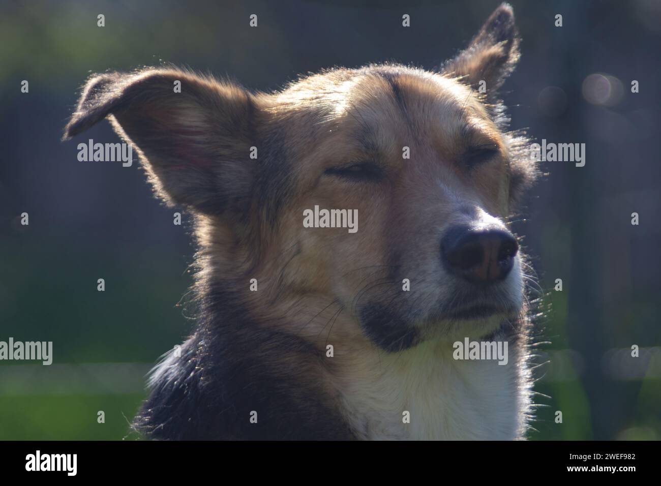 A Dog in the Back Yard Stock Photo - Alamy
