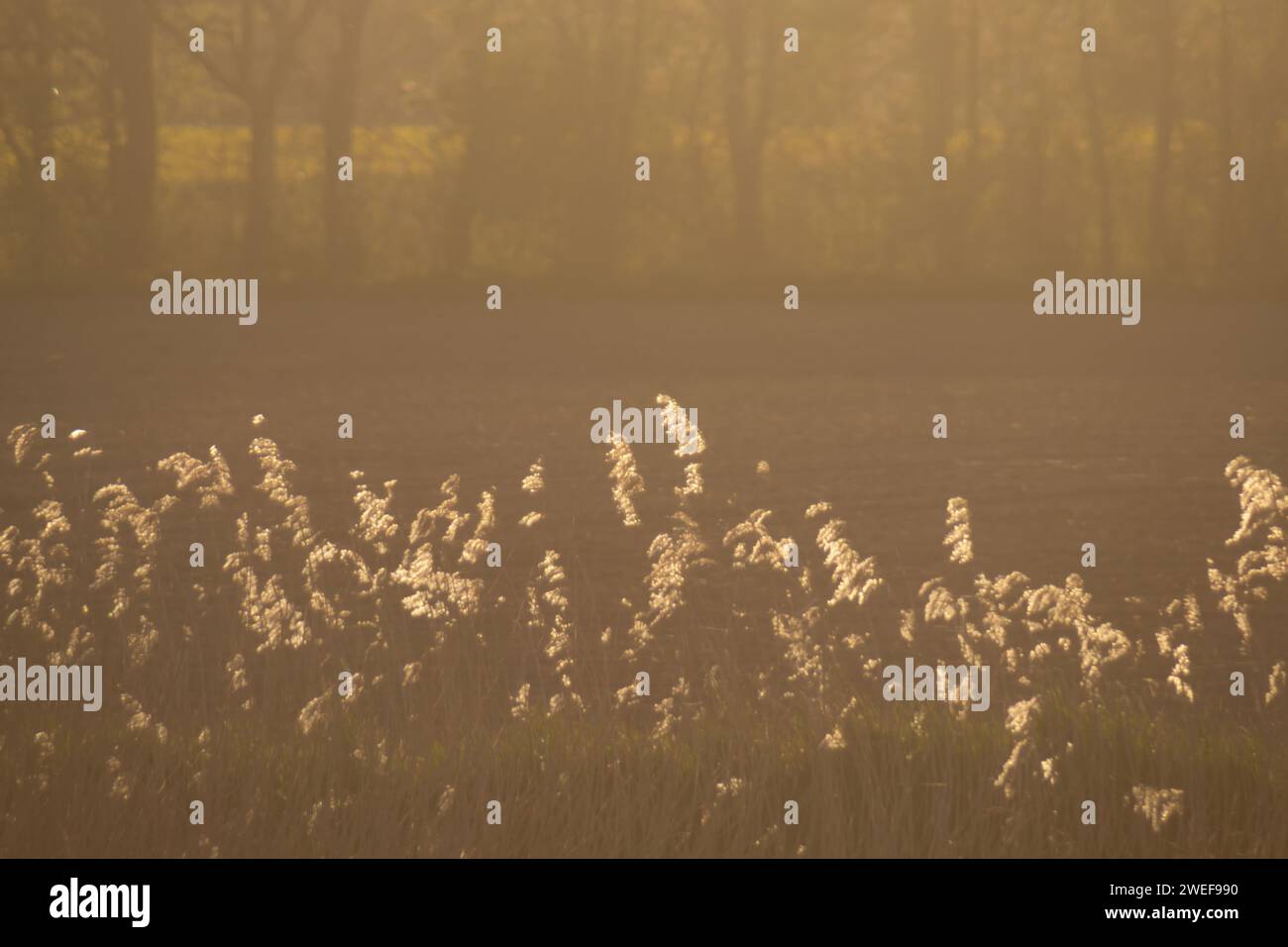 Graser gras hi-res stock photography and images - Alamy