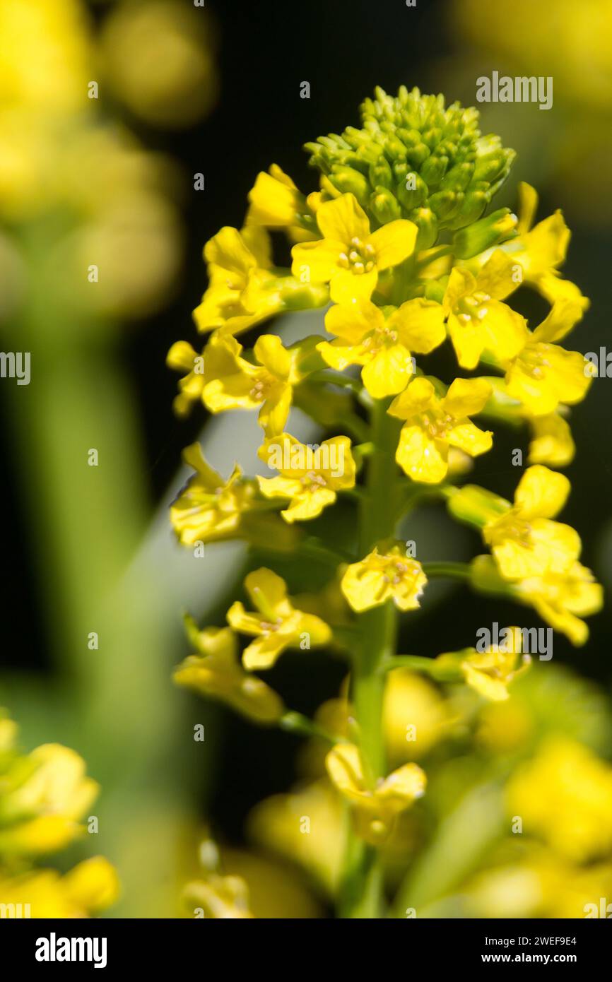Charlock mustard sinapis arvensis hi-res stock photography and images ...