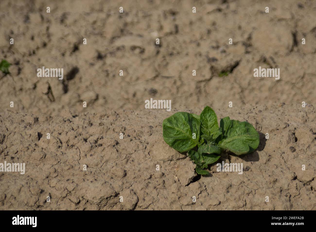 Potato field edge hi-res stock photography and images - Alamy