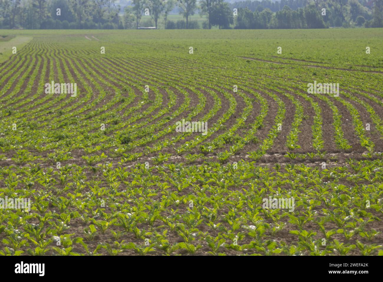 Beet feld hi-res stock photography and images - Alamy