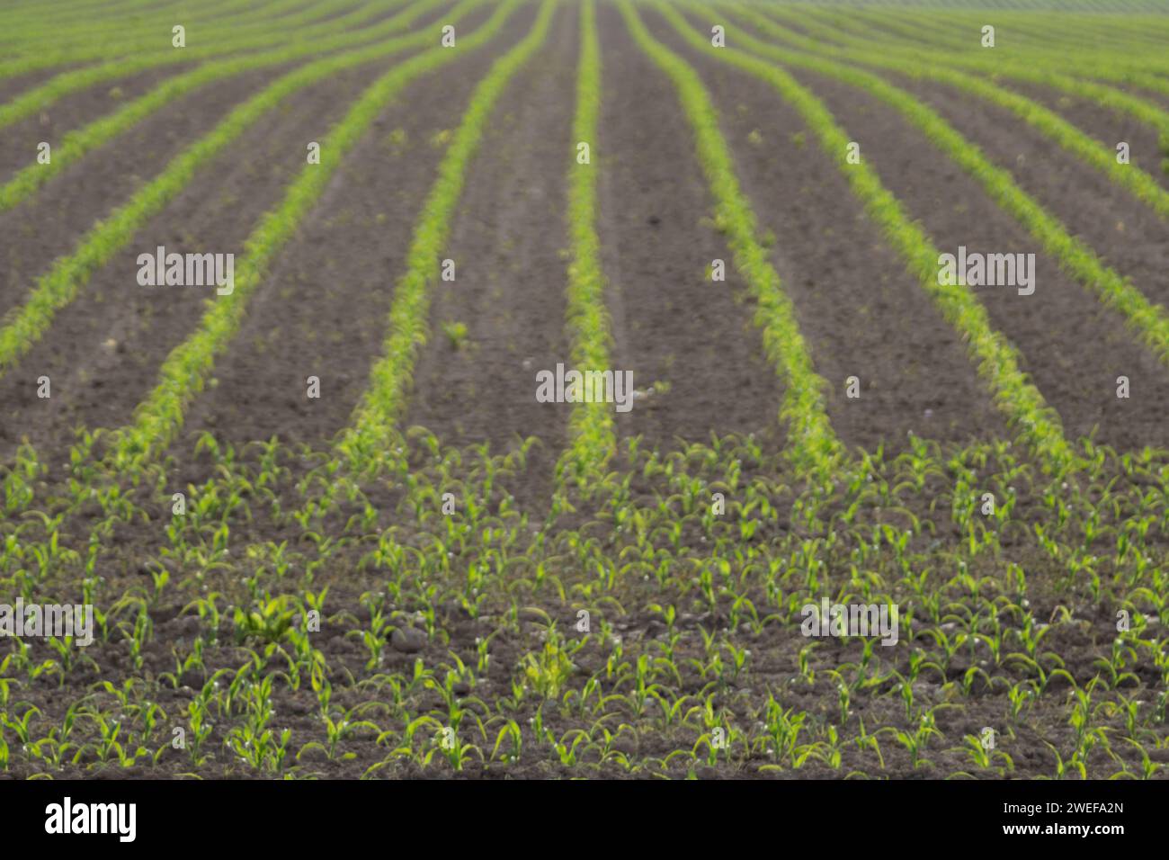 Corn in Rows Stock Photo - Alamy