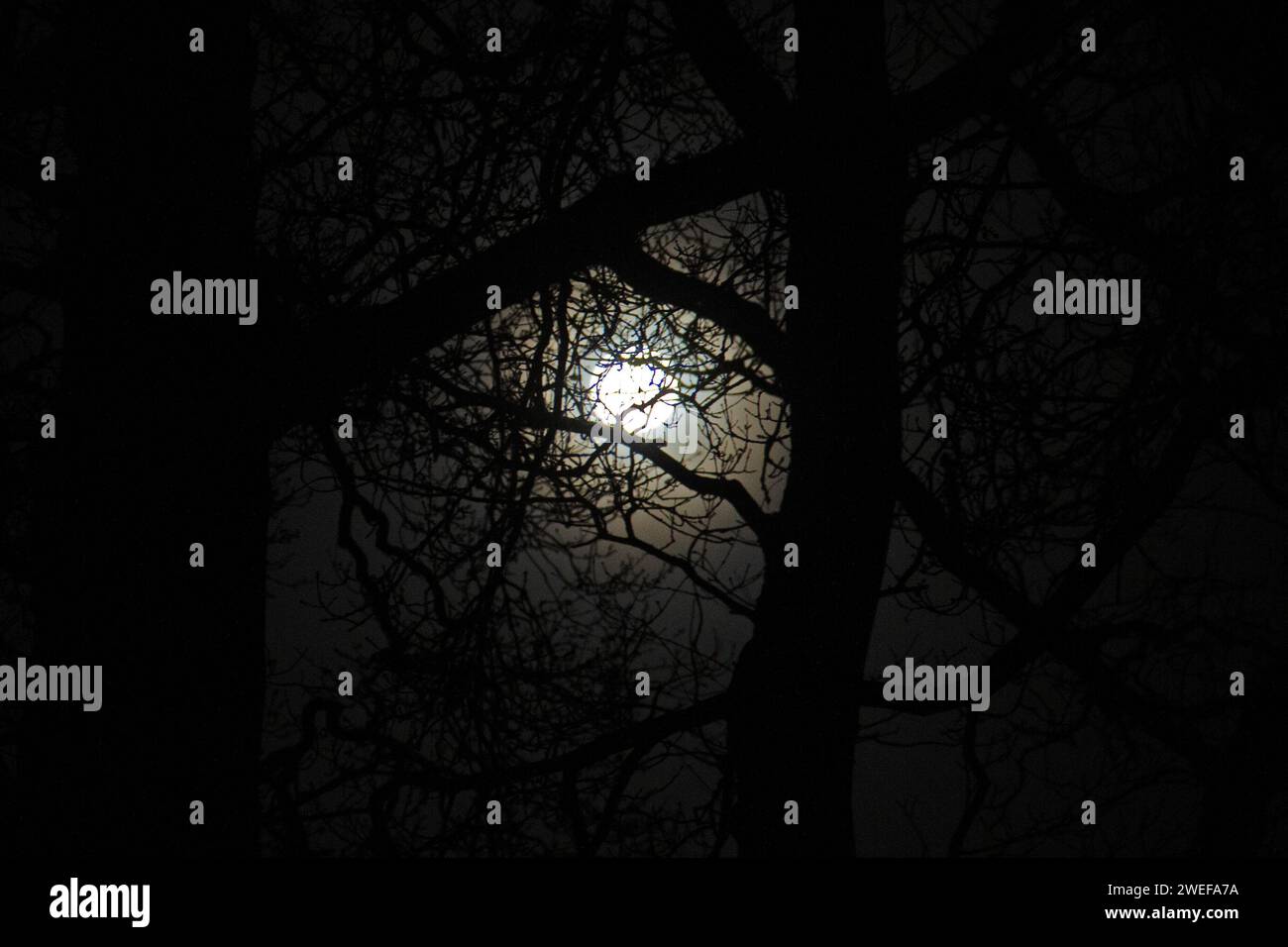 Full moon shining through leafless branches of old trees Stock Photo ...