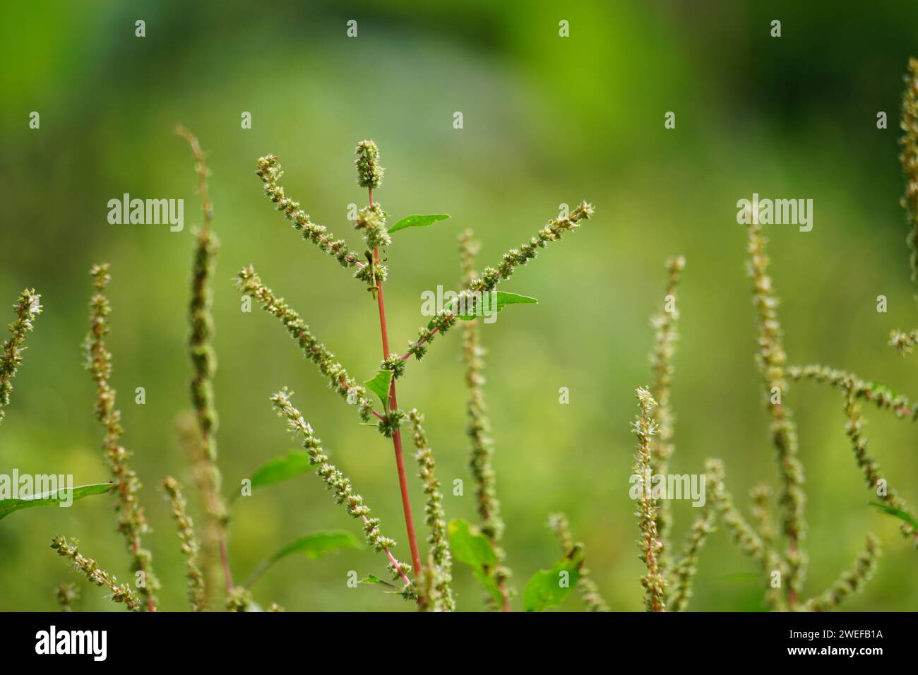 Thorny Amaranthus (Amaranthus spinosus, spiny amaranth, spiny pigweed ...