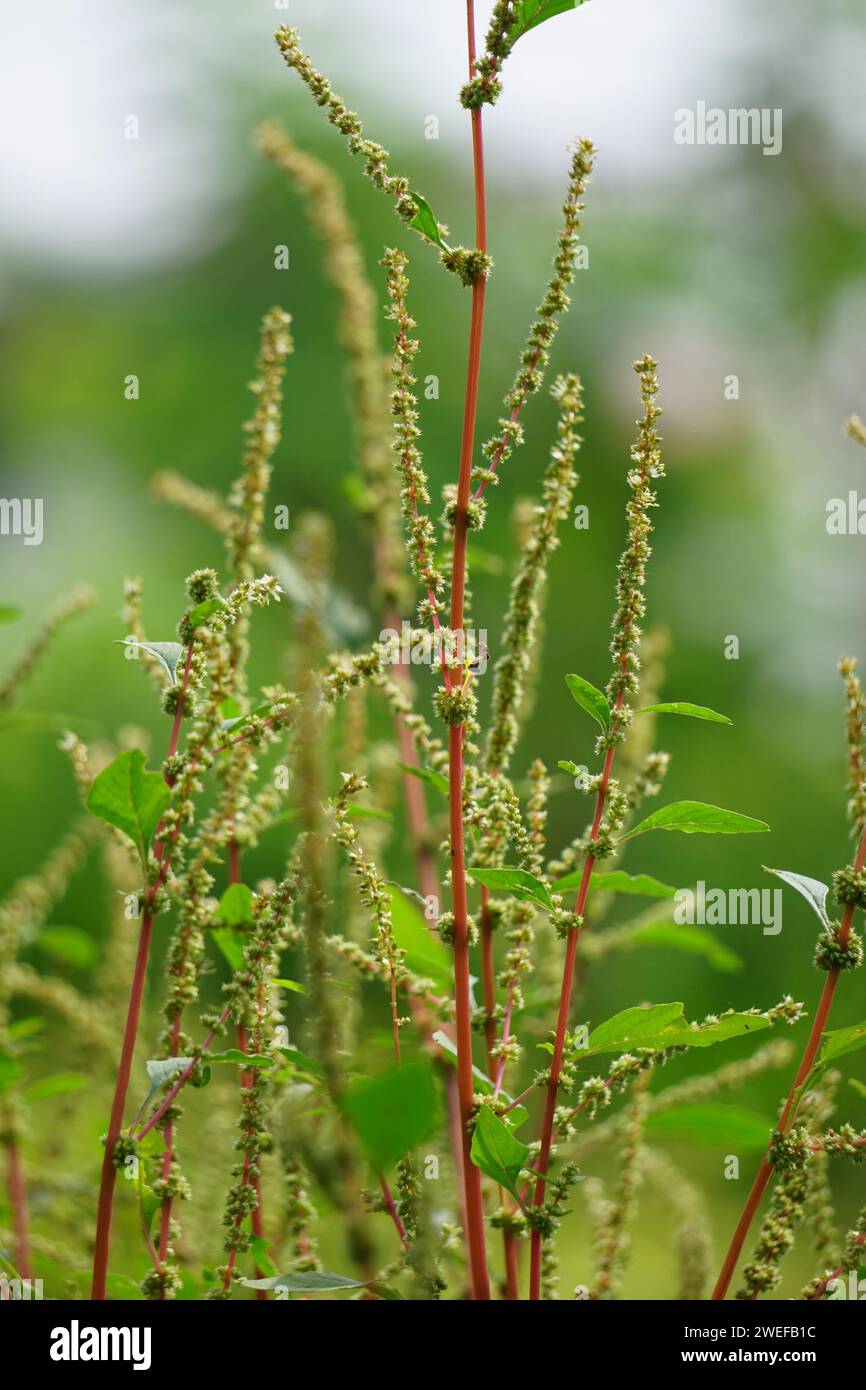 Thorny Amaranthus (Amaranthus spinosus, spiny amaranth, spiny pigweed ...