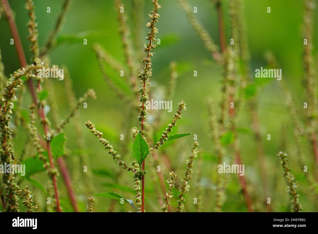 Thorny Amaranthus (Amaranthus spinosus, spiny amaranth, spiny pigweed ...