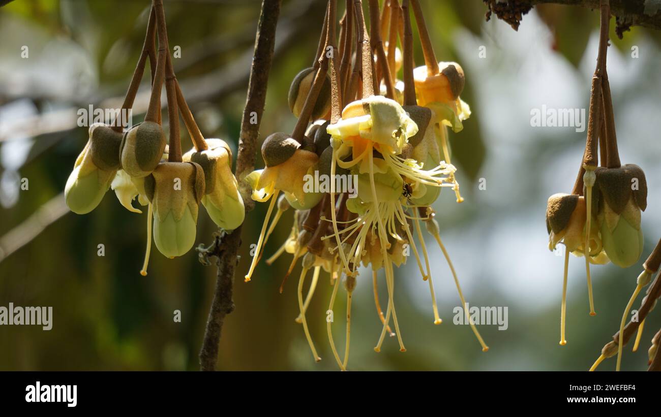 Durian flower, the king of fruit. Durian is one of the exotic fruit ...