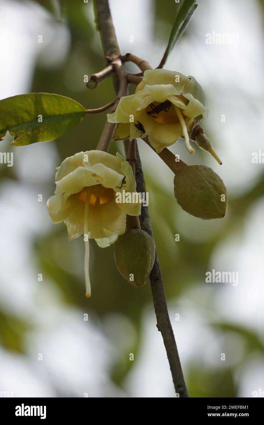 Durian flower, the king of fruit. Durian is one of the exotic fruit ...
