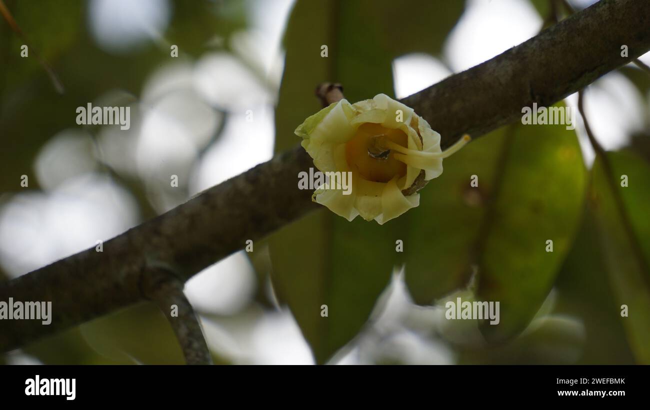 Durian flower, the king of fruit. Durian is one of the exotic fruit ...