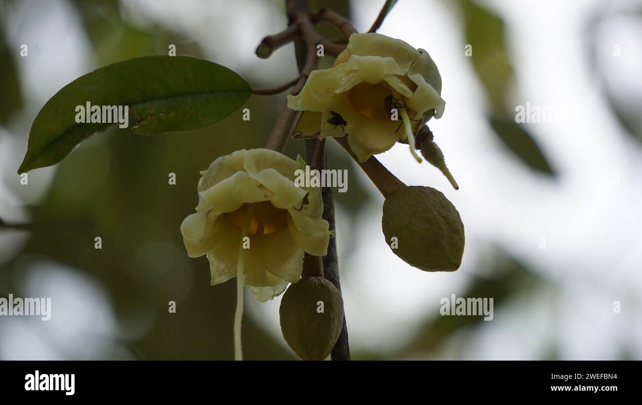 Durian flower, the king of fruit. Durian is one of the exotic fruit ...