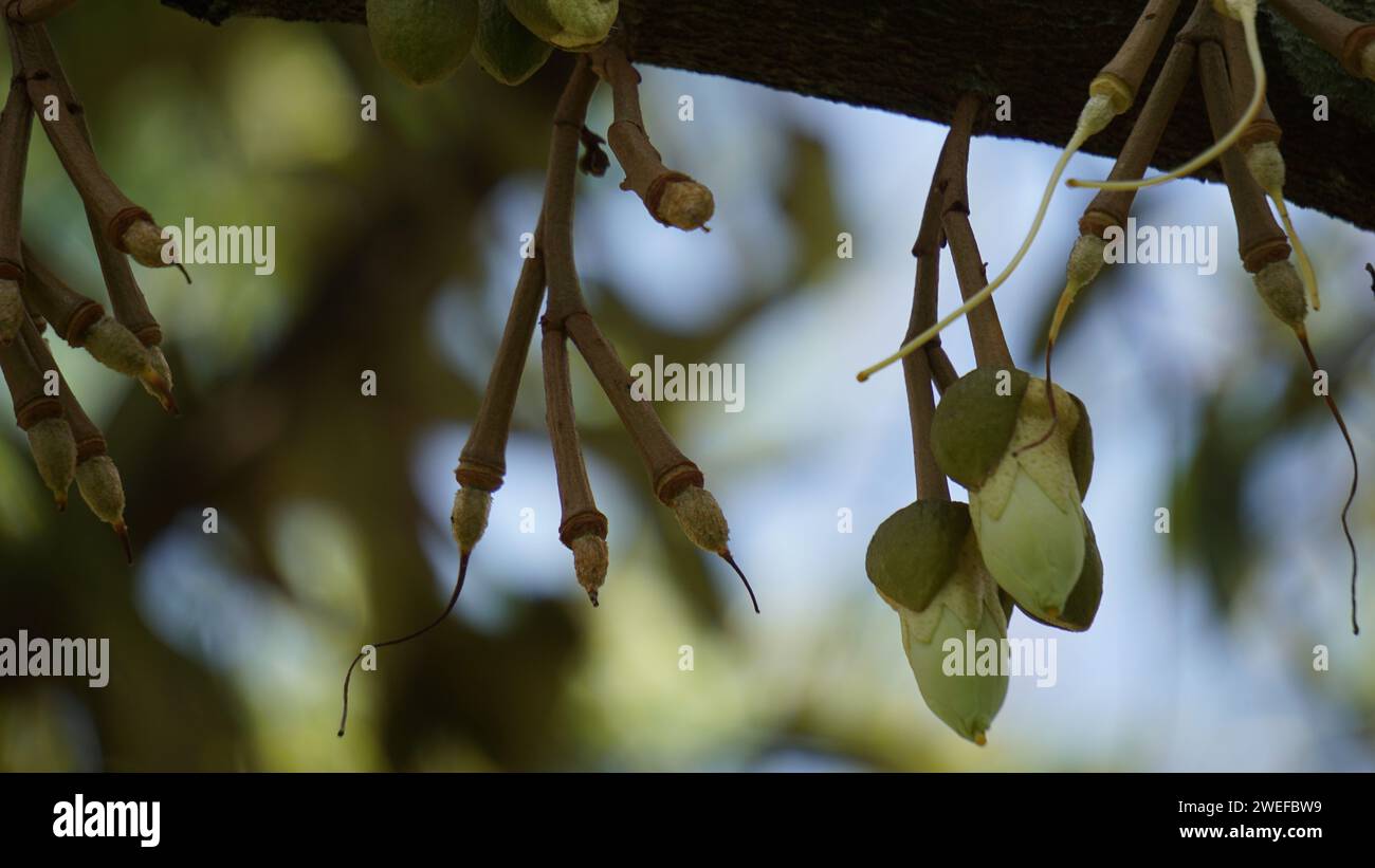 Durian flower, the king of fruit. Durian is one of the exotic fruit ...