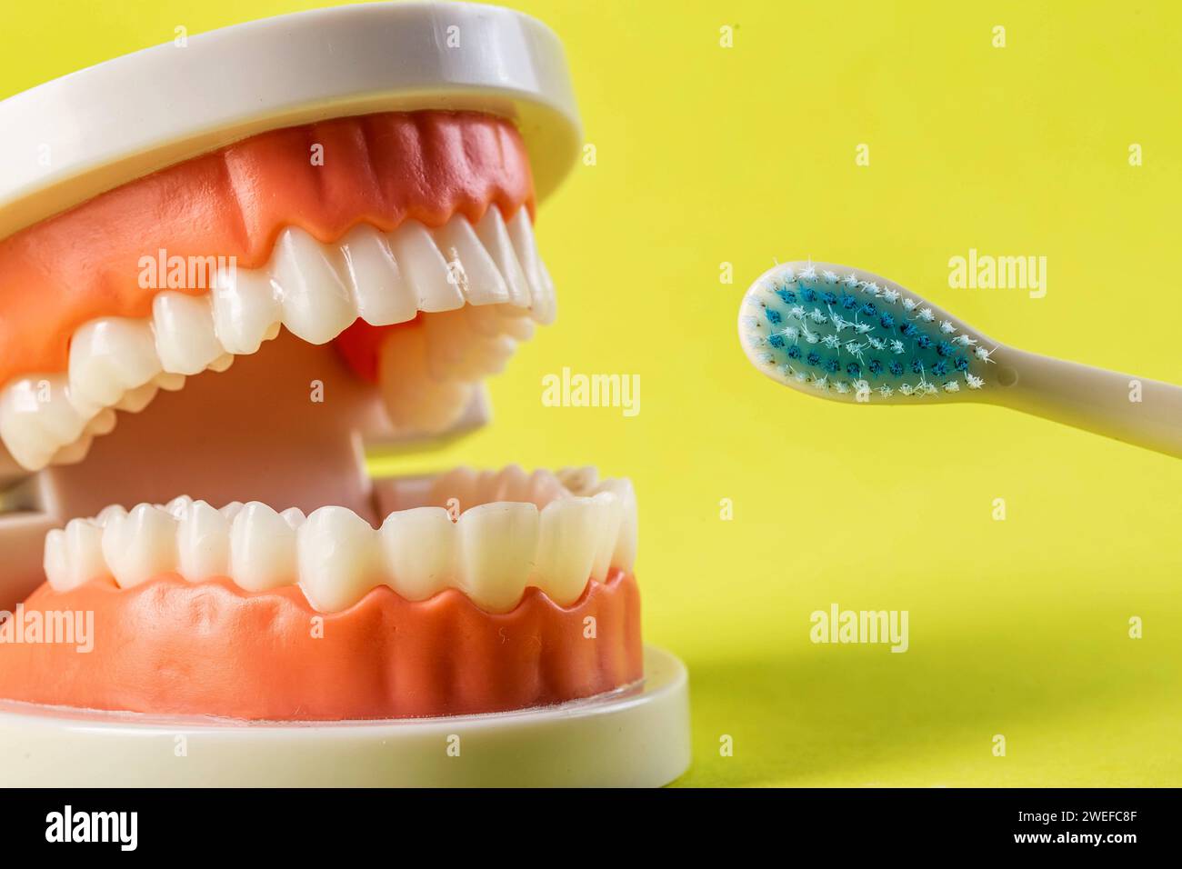 A toothbrush with medium-hard bristles near the oral cavity of a dental ...