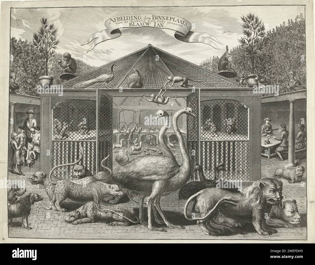 Raven parrots hi-res stock photography and images - Alamy