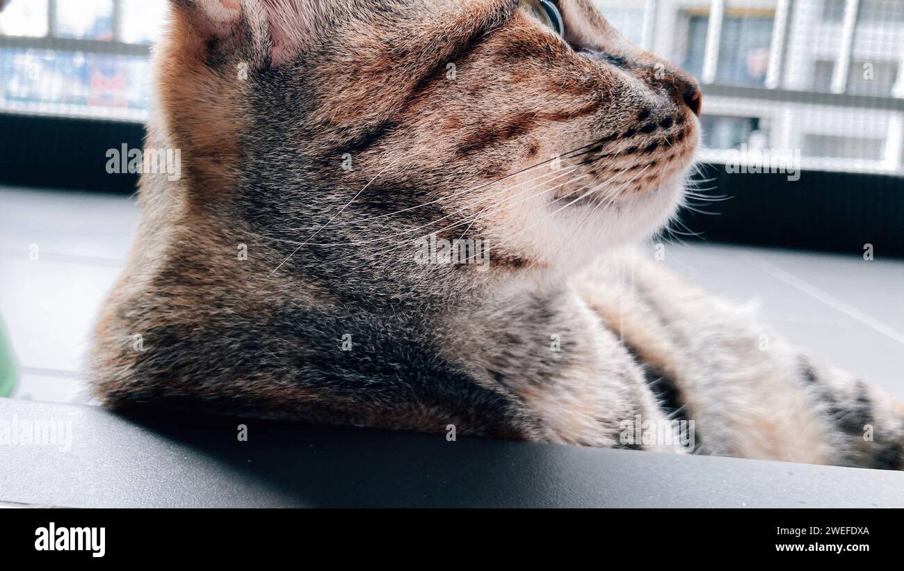 An adorable tabby cat is perched on a window ledge, looking outside ...