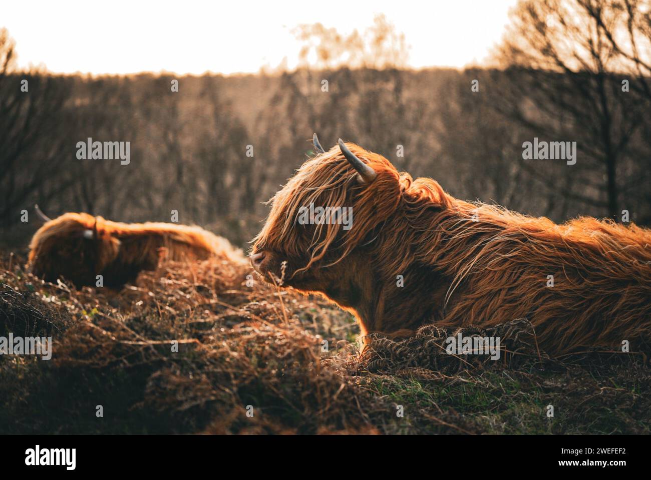 Brown highland cow sleeping hi-res stock photography and images - Alamy