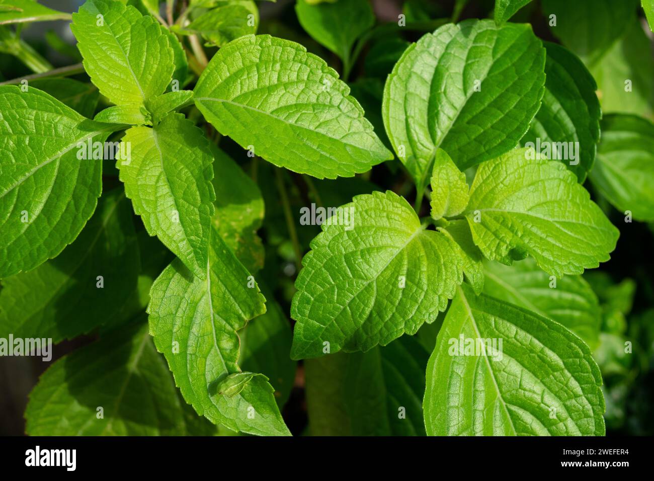 Grastissimum hi-res stock photography and images - Alamy