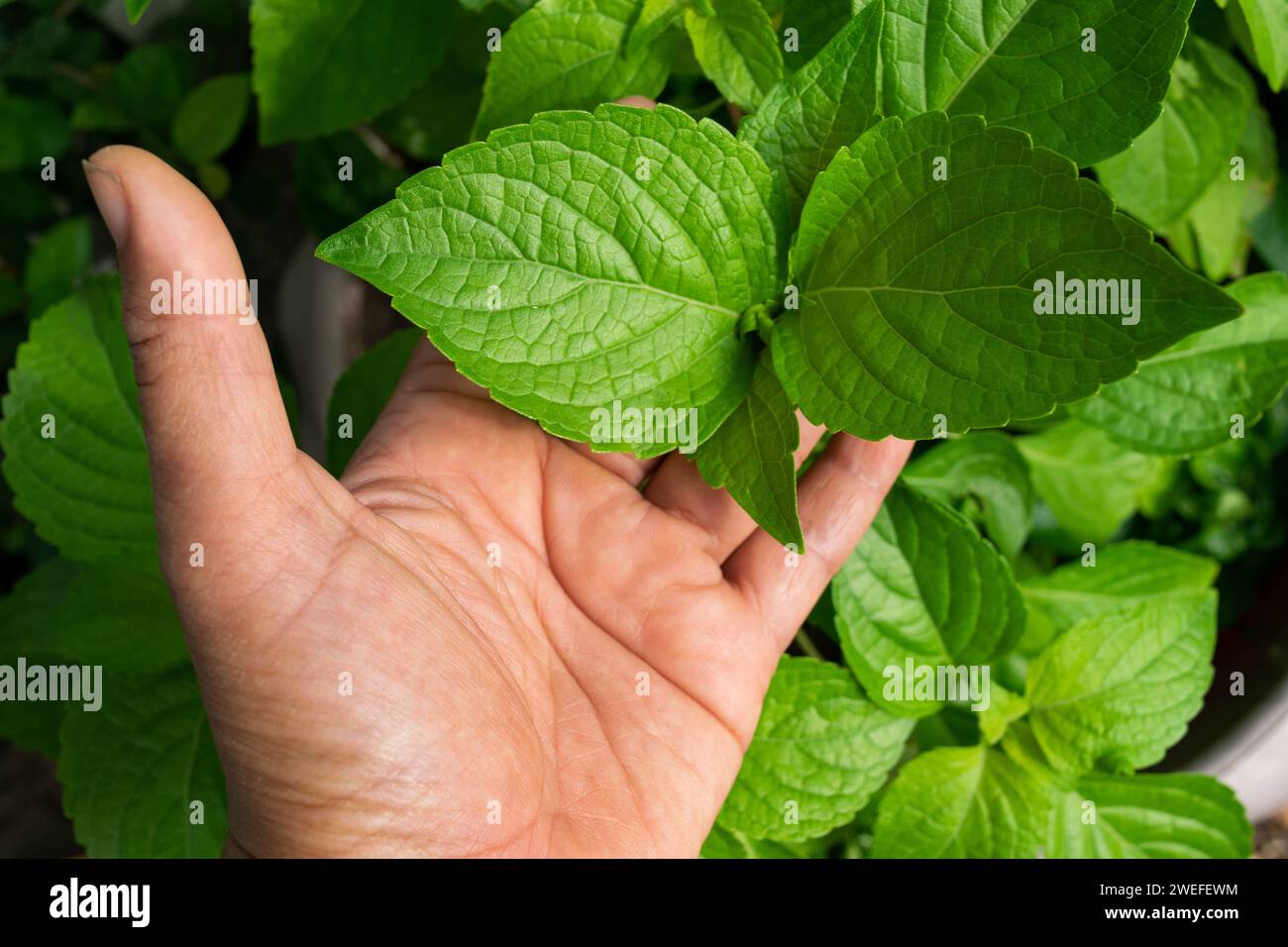 Grastissimum hi-res stock photography and images - Alamy