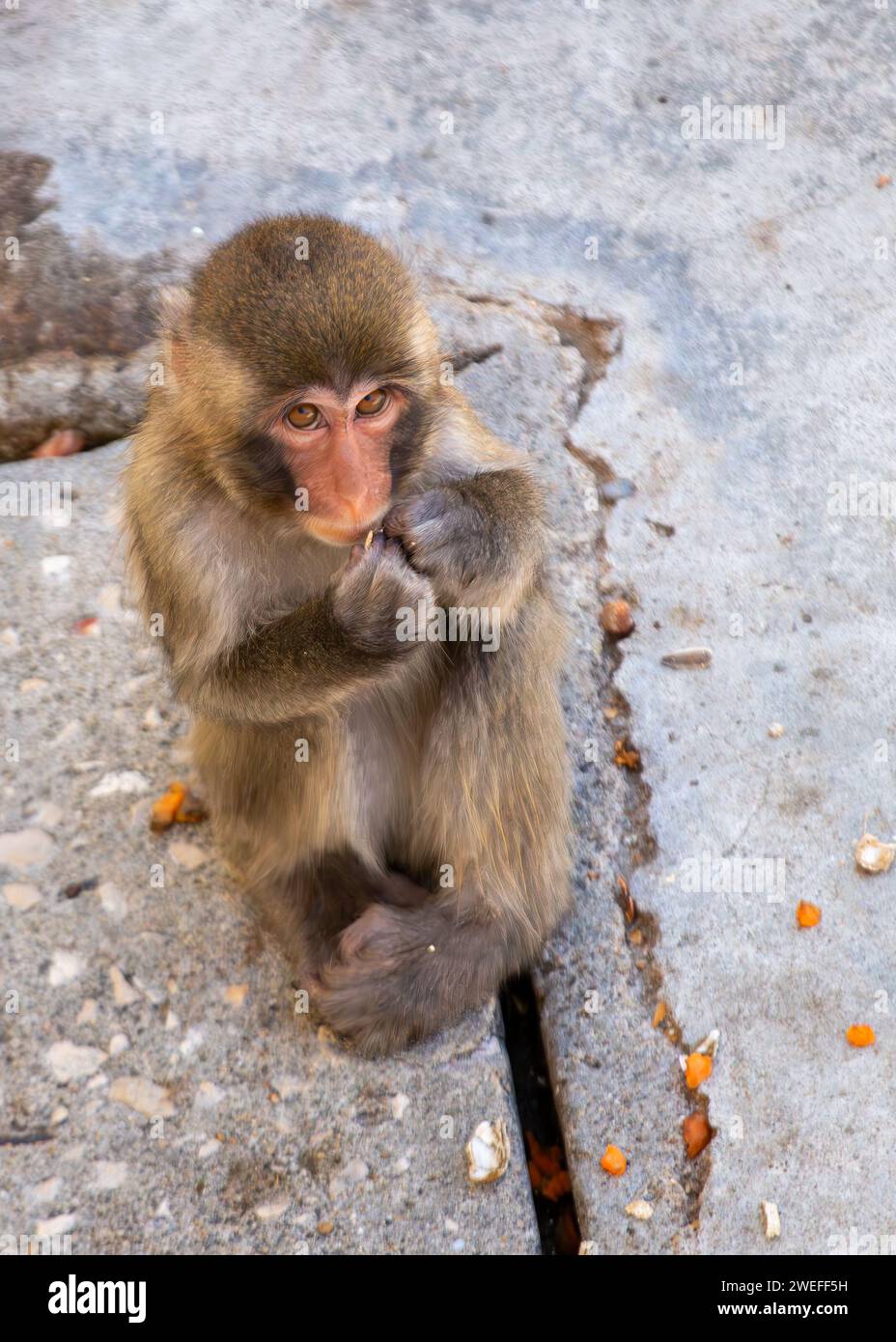 Intelligent Japanese Macaque (Macaca fuscata) observed in the urban ...