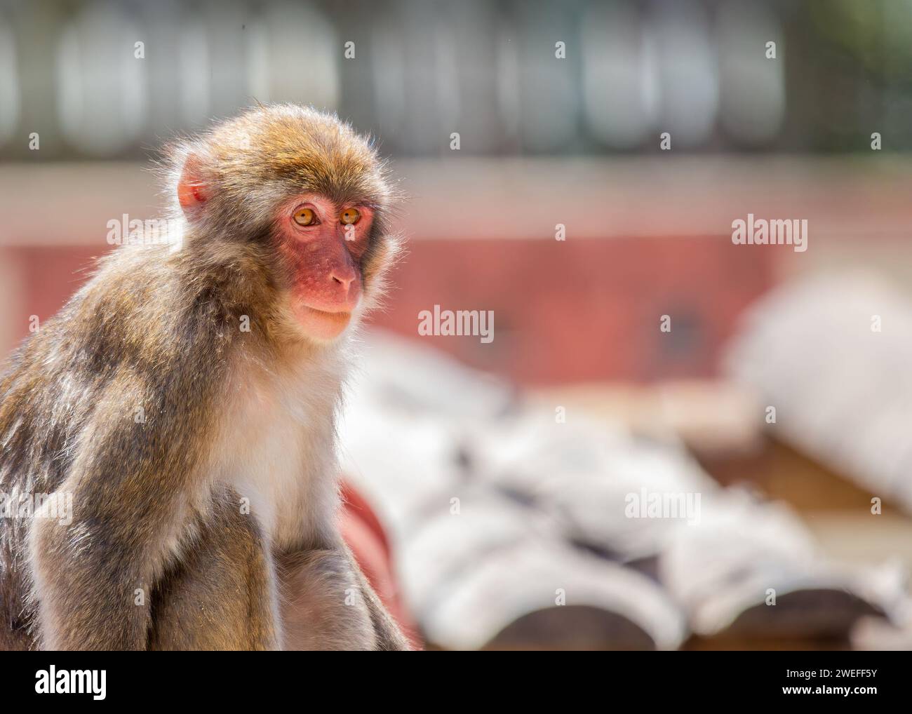 Intelligent Japanese Macaque (Macaca fuscata) observed in the urban ...
