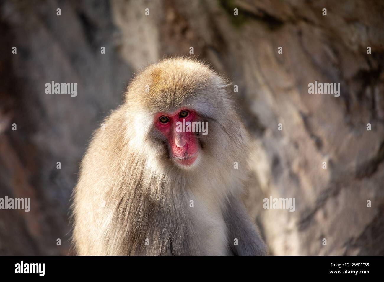 Intelligent Japanese Macaque (Macaca fuscata) observed in the urban ...