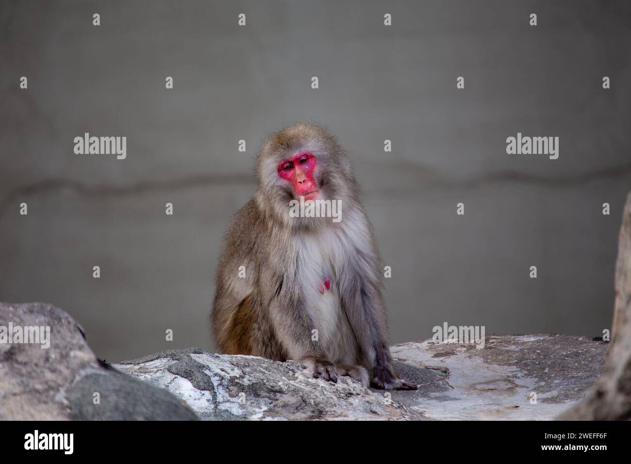 Intelligent Japanese Macaque (Macaca fuscata) observed in the urban ...